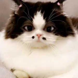 Plato | Play Pool Online at Plato